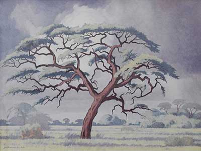 Kalahari-Camelthorn-Tree | Wildmoz | Magazine