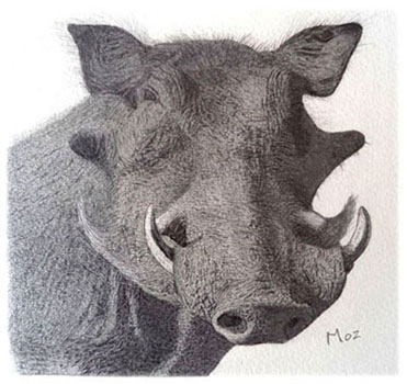 Warthog-Book | Wildmoz | Magazine