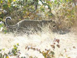 Cape Leopard: Stealth in Motion | Wildmoz | Magazine