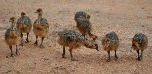 Ostriches Babies on the Loose | Wildmoz | Magazine