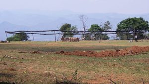 Passive Wildlife Capture | Wildmoz | Magazine