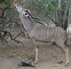 The Greater Kudu | Wildmoz | Magazine