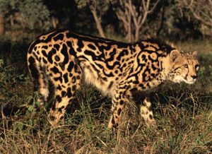 Our Rare King Cheetah Wildmoz Magazine