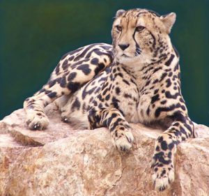 Our Rare King Cheetah | Wildmoz | Magazine