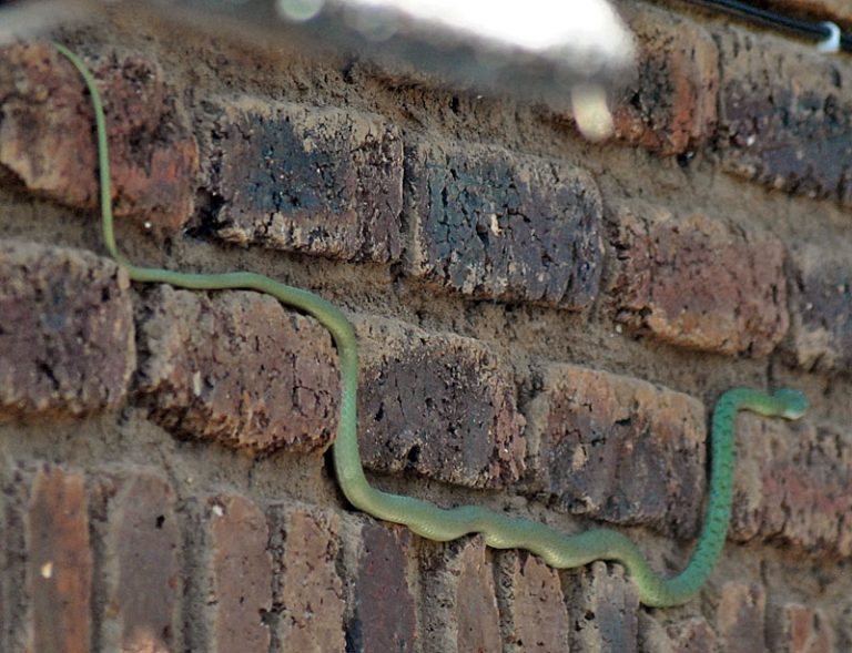 Wall Climbing Snakes | Wildmoz | Magazine