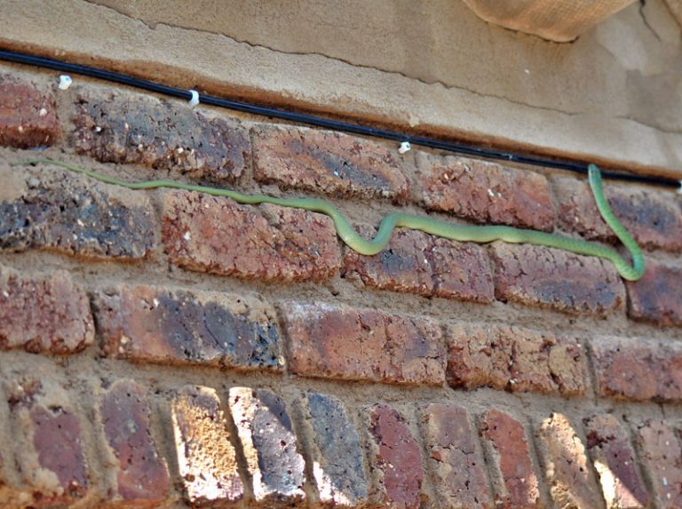 Wall Climbing Snakes | Wildmoz | Magazine