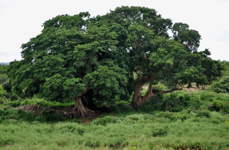 10 Evergreen African Proverbs | Wildmoz | Magazine