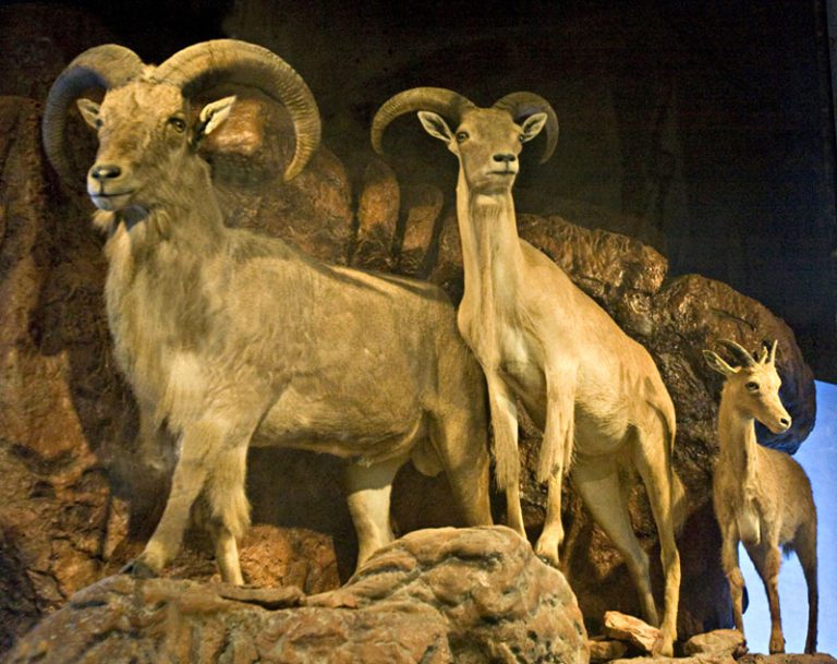 Aoudad, Barbary Sheep | Wildmoz | Magazine