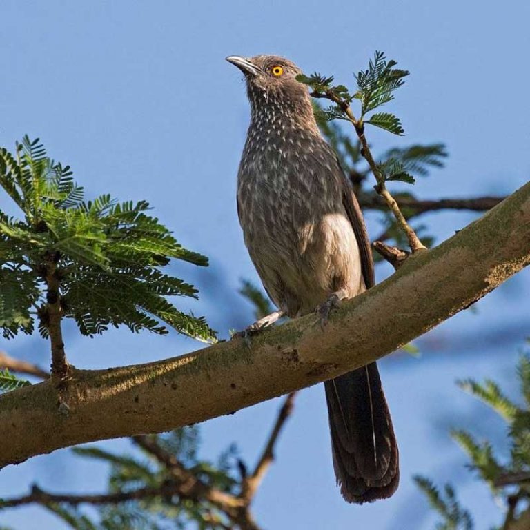 Cooperative Birds Of Africa | Wildmoz | Magazine