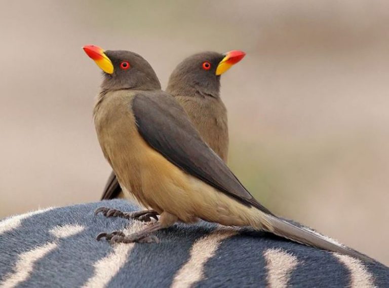 Cooperative Birds Of Africa | Wildmoz | Magazine