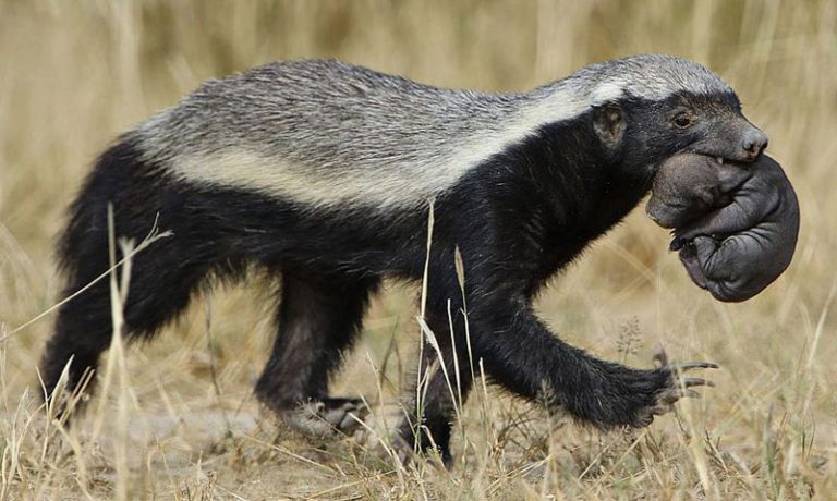 Fearsome, Fearless, Honey Badger | Wildmoz | Magazine